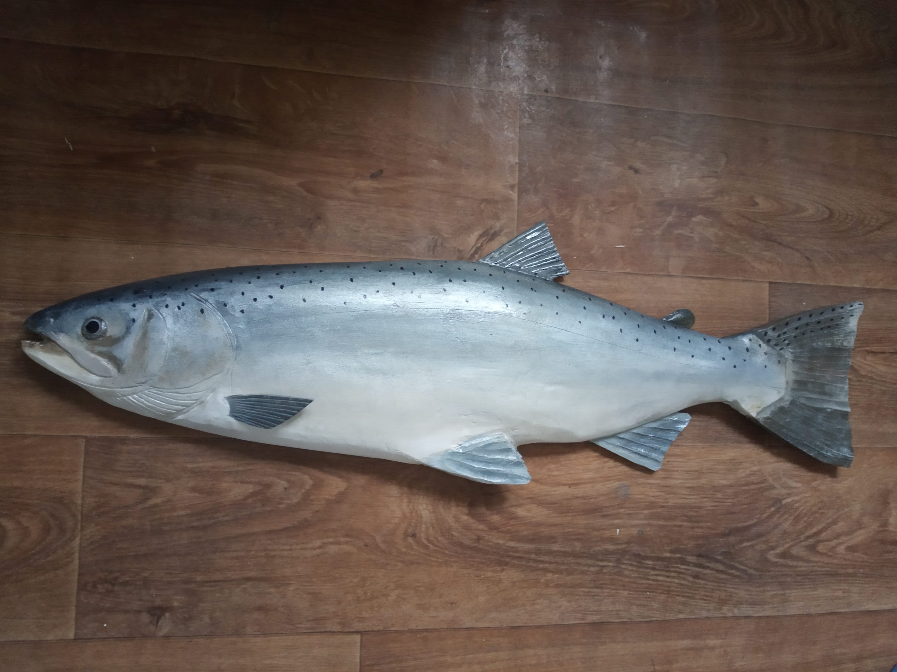 Silver Male Coho Salmon,oncorhynchus Kisutch,silver Salmon, 31-35 ...