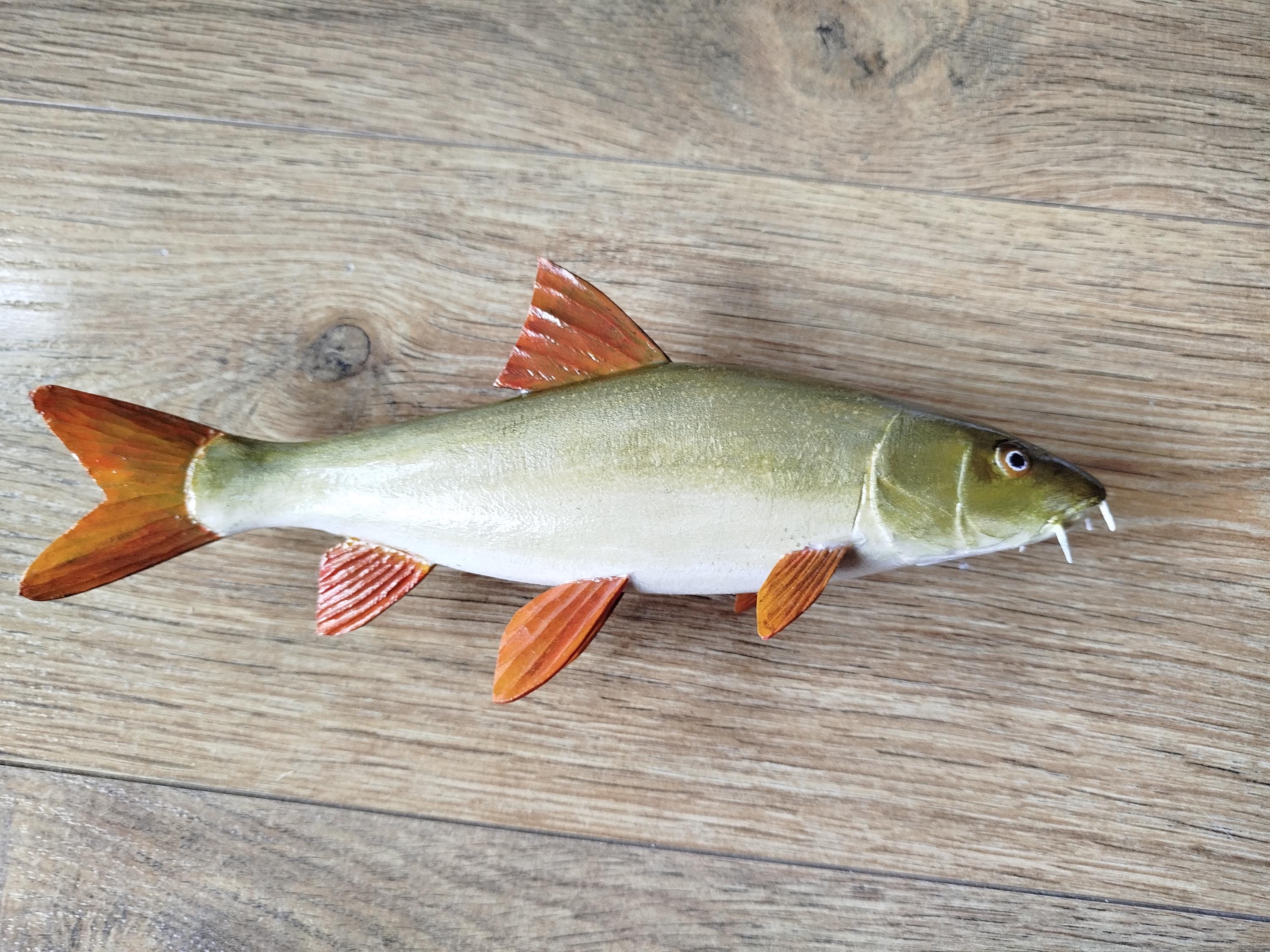 Barbel, Barbus Barbus, Common Barbel, 11-15 Inches 3D Wall Wooden Fish ...