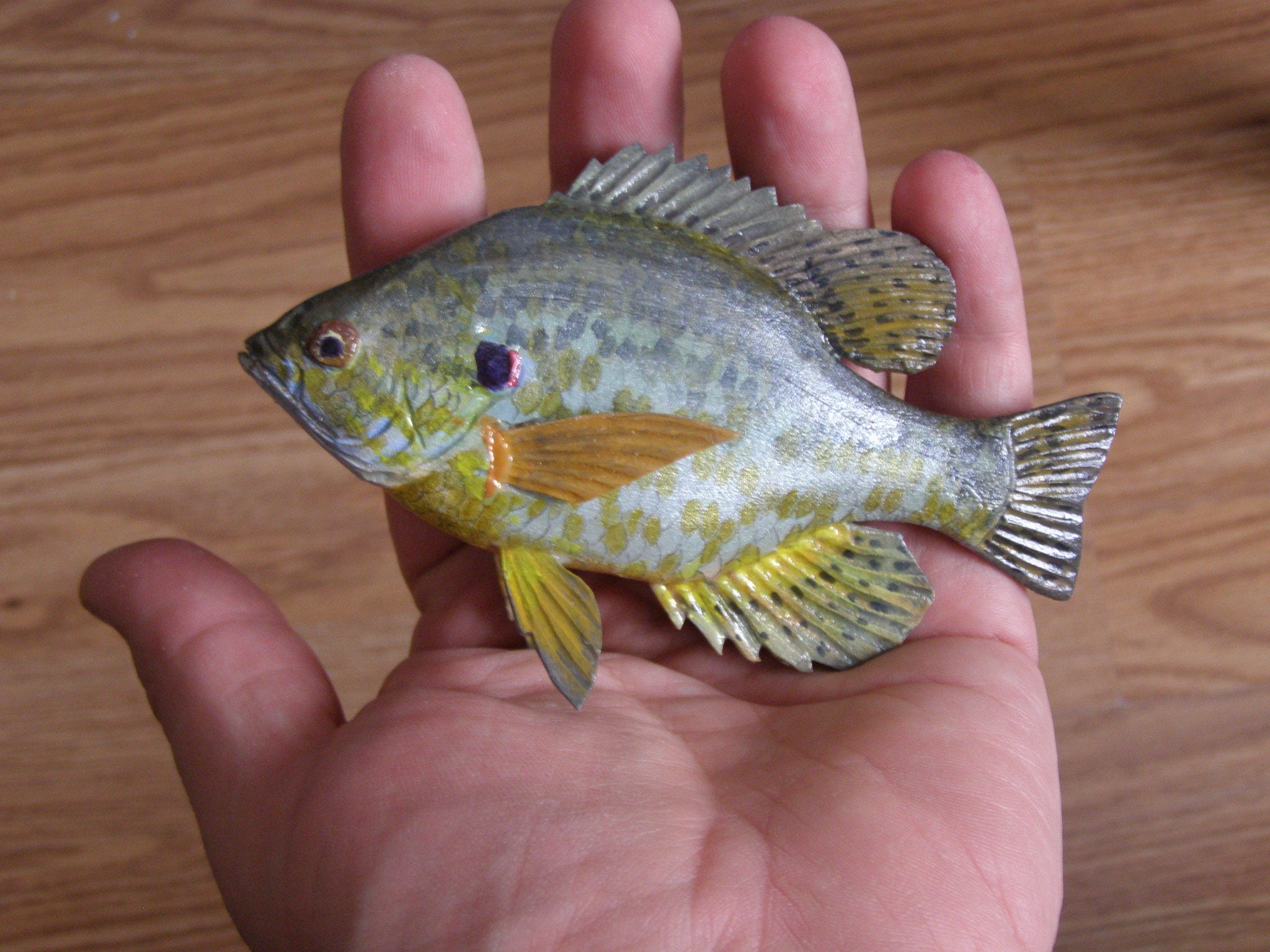 Pumpkinseed Sunfish Lepomis Gibbosus Pond Perch Common - Etsy