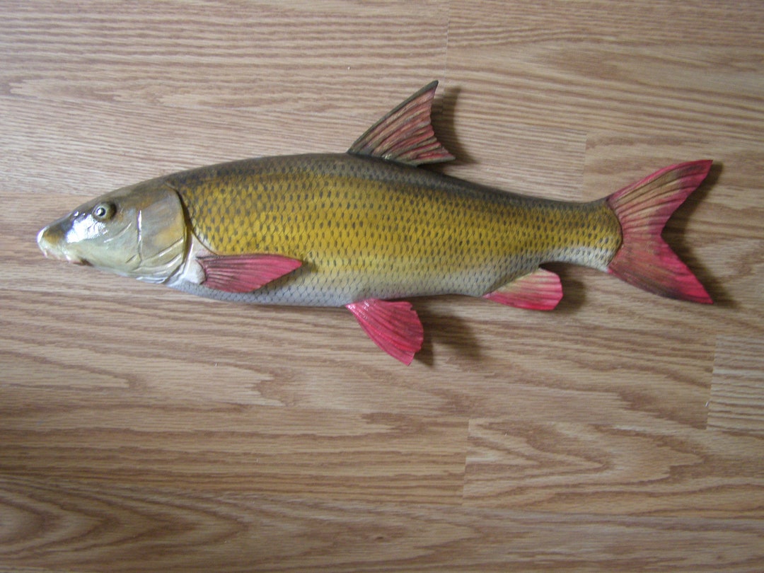 Barbel, Barbus Barbus, Common Barbel, 5-10 Inches 3D Wooden Fish, Both ...