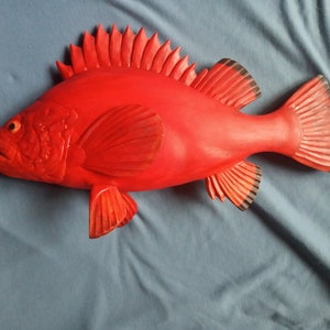 Rougheye Rockfish, Sebastes Aleutianus, Blacktip Rockfish, Rock Cod, 11 ...