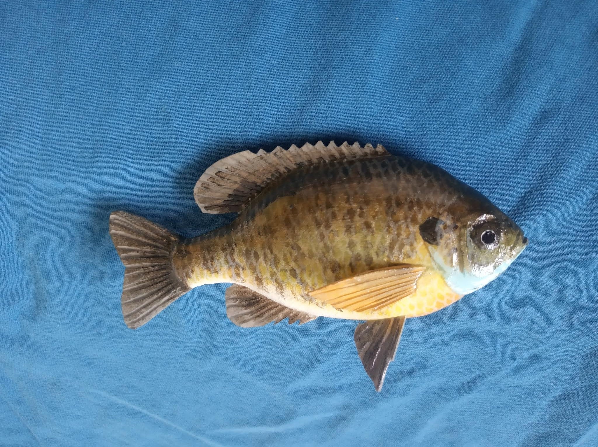 Female Bluegill, Lepomis Macrochirus, 5-10 Inches 3D Wall Wooden Fish ...