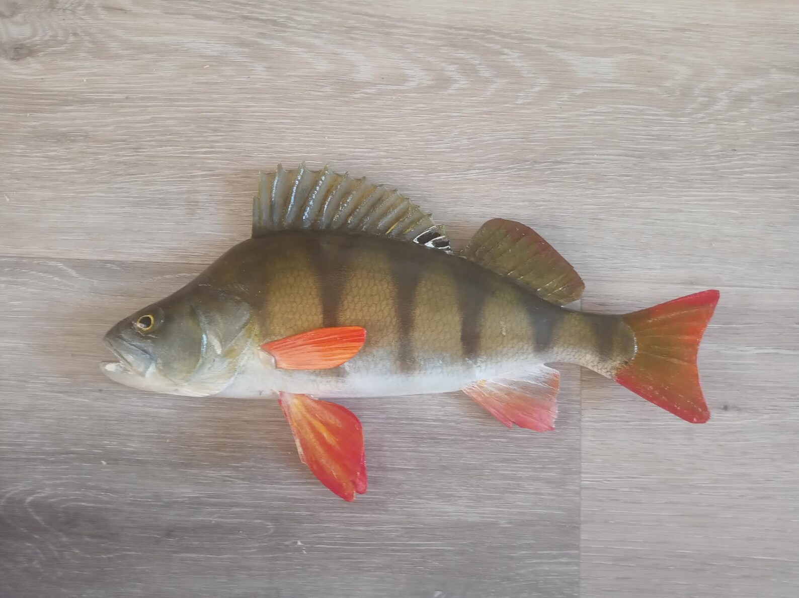 European Perch, Perca Fluviatilis, Common Perch, Redfin Perch,16-20 ...