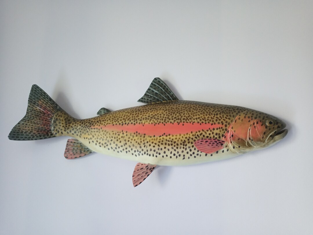 Rainbow Trout, Oncorhynchus Mykiss, Steelhead Trout, 21-25 Inches 3D ...