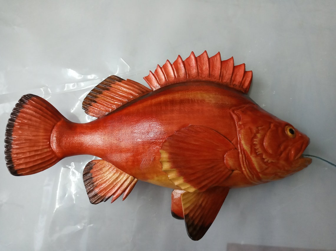 Rougheye Rockfish, Sebastes Aleutianus, Blacktip Rockfish, Rock Cod, 11 ...