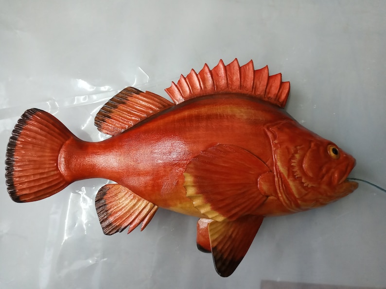 Rougheye Rockfish, Sebastes Aleutianus, Blacktip Rockfish, Rock Cod, 11 ...