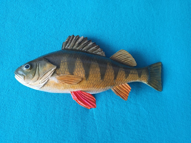 Yellow Perch, Perca Flavescens, American Perch, 5-10 Inches 3D Wall ...