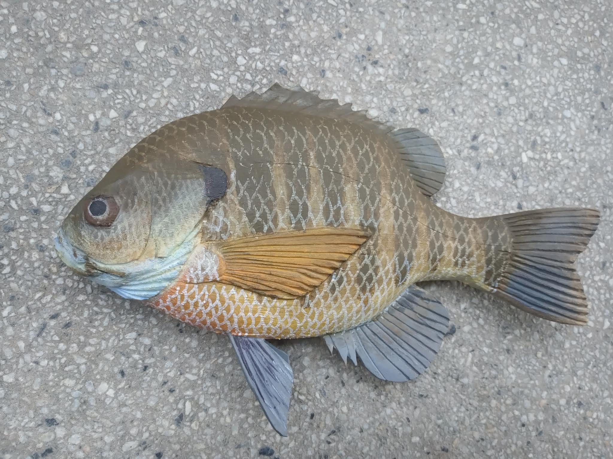 Female Bluegill, Lepomis Macrochirus, 11-15 Inches 3D Wooden Fish, Both ...