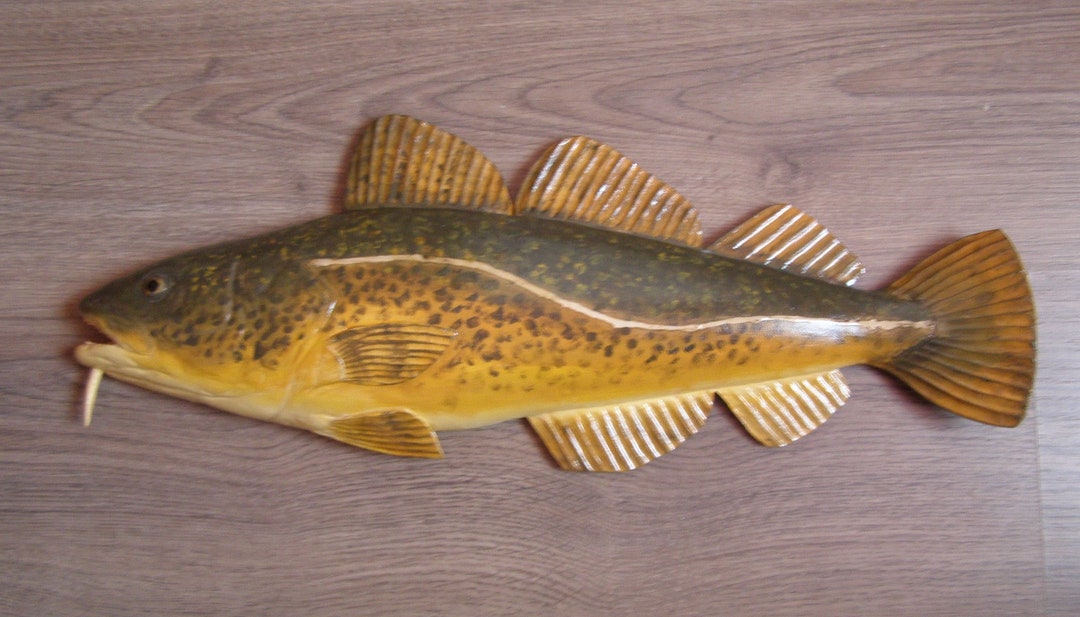 Atlantic Cod, Gadus Morhua, Cod, 16-20 Inches 3D Wall Wooden Fish, One ...