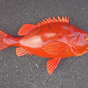 Rougheye Rockfish, Sebastes Aleutianus, Blacktip Rockfish, Rock Cod, 11 ...