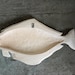 Halibut Fish Blank, 16-20 Inches 3D Wall Mounted Fish Blank, One Side ...