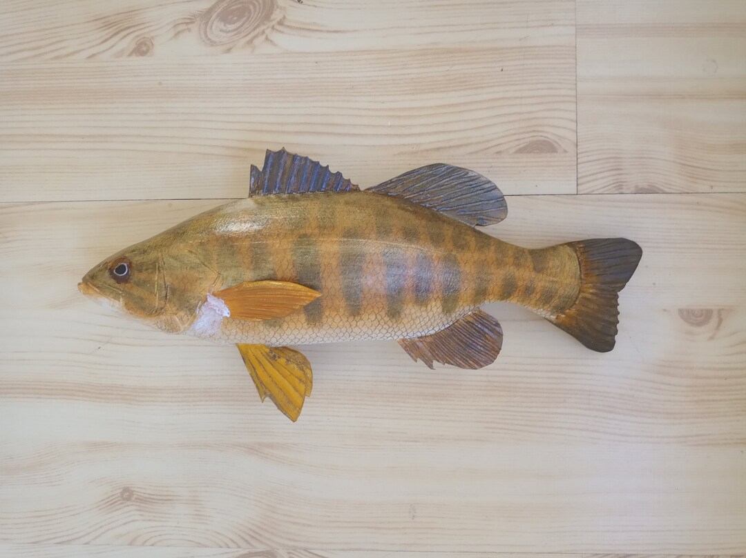 Smallmouth Bass, Micropterus Dolomieu, 11-15 Inches 3D Wall Wooden Fish ...