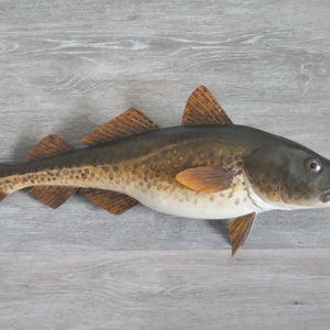 Atlantic Cod, Gadus Morhua, Cod, 11-15 Inches 3D Wooden Fish, Both ...