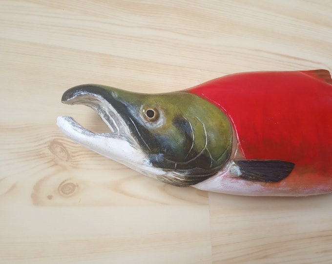 Spawning Male Sockeye Salmon, Oncorhynchus Nerka, Red Salmon, 16-20 ...