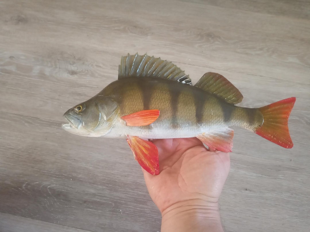 European Perch, Perca Fluviatilis, 11-15 Inches 3D Wall Wooden Fish ...