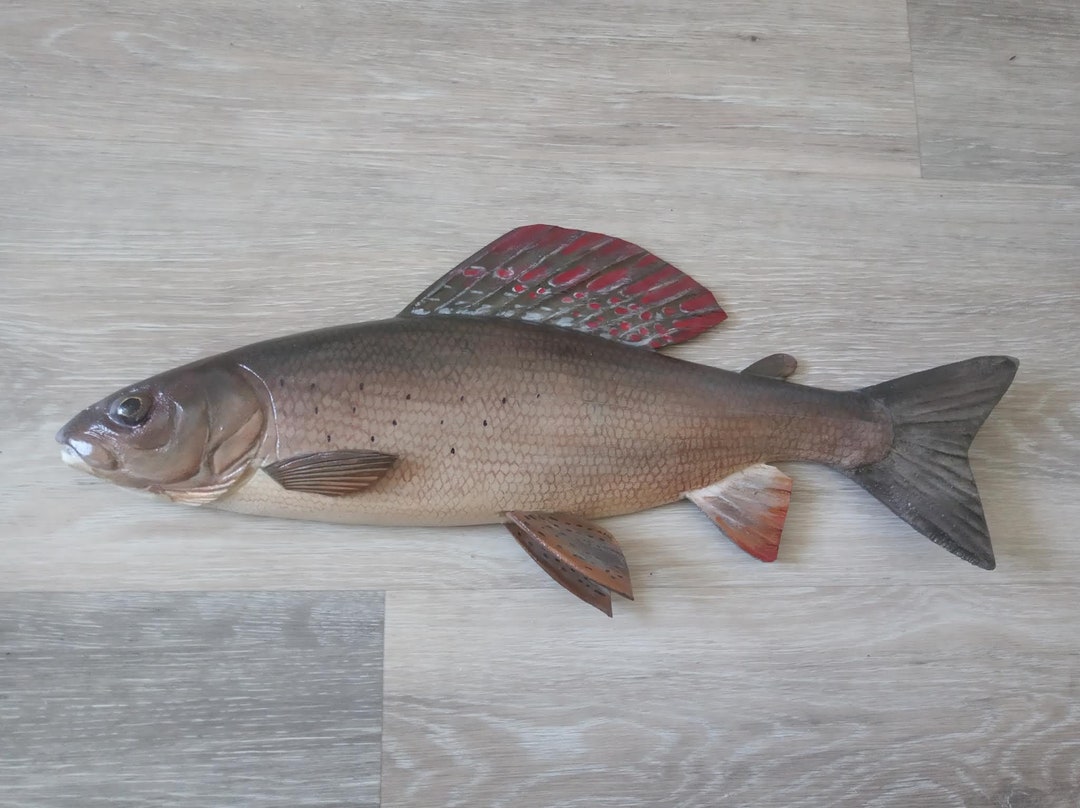 European Grayling, Thymallus Thymallus, 11-15 Inches 3D Wall Wooden ...