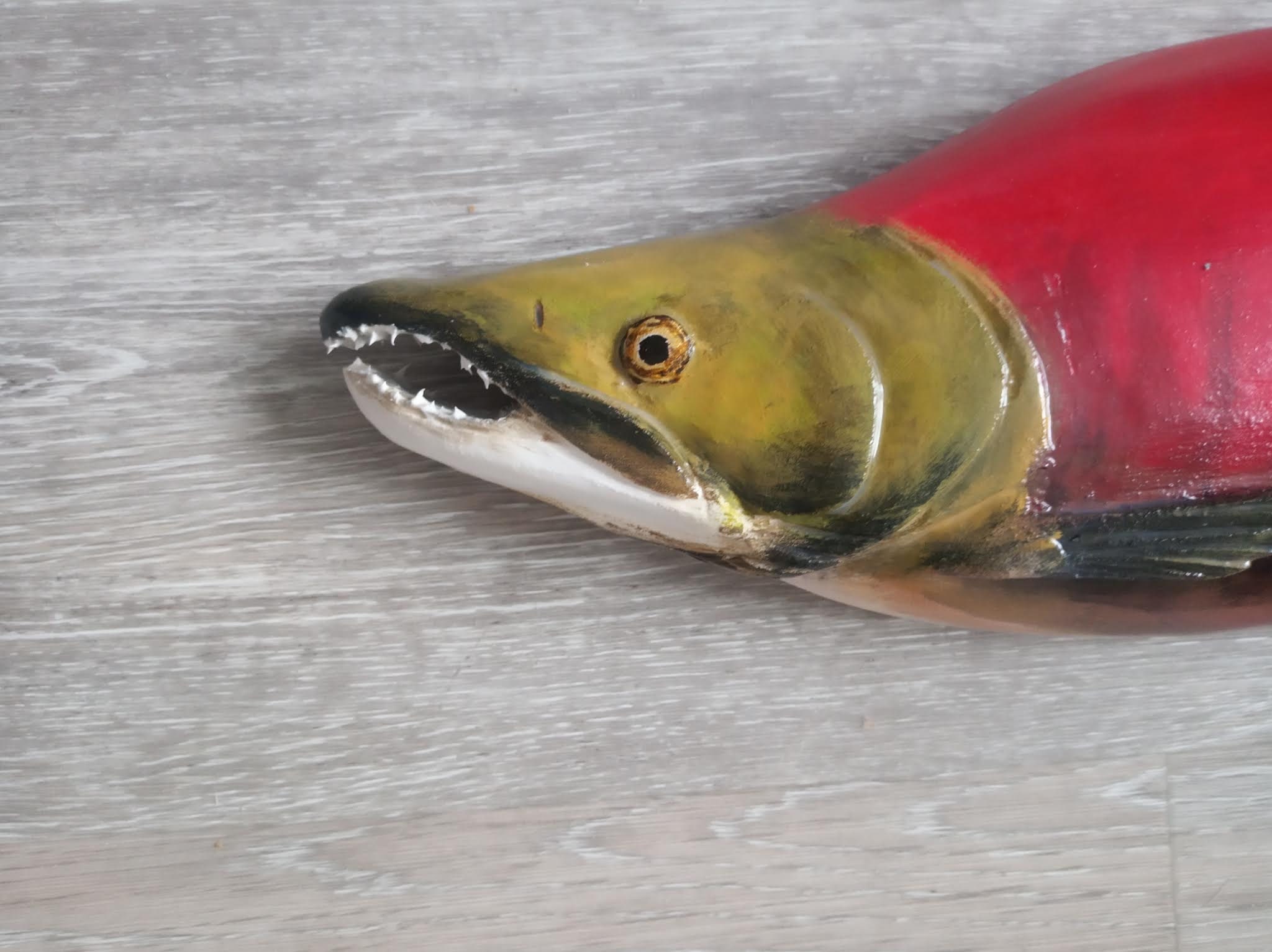 Spawning Male Sockeye Salmon, Oncorhynchus Nerka, Red Salmon, 16-20 ...