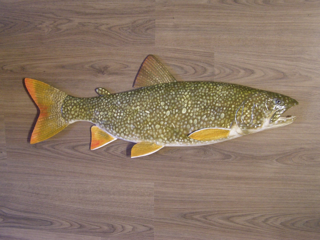 Lake Trout, Salvelinus Namaycush,laker,lake Char,gray Trout, 26-30 ...