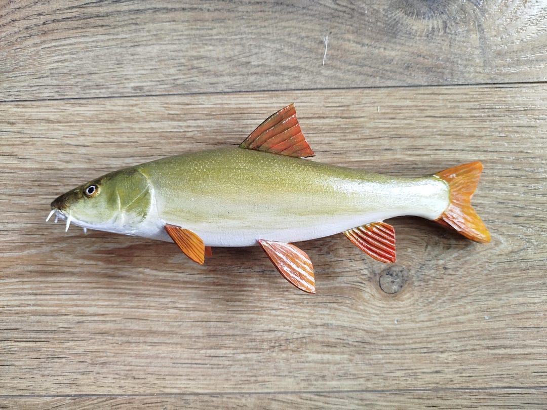 Barbel, Barbus Barbus, Common Barbel, 11-15 Inches 3D Wall Wooden Fish ...
