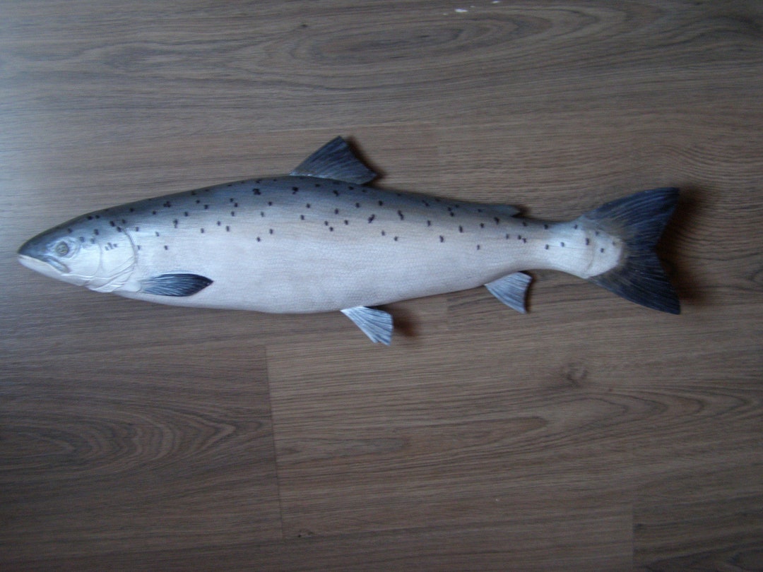Atlantic Salmon, Salmo Salar, Salmon, 16-20 Inches 3D Wooden Fish, Both ...