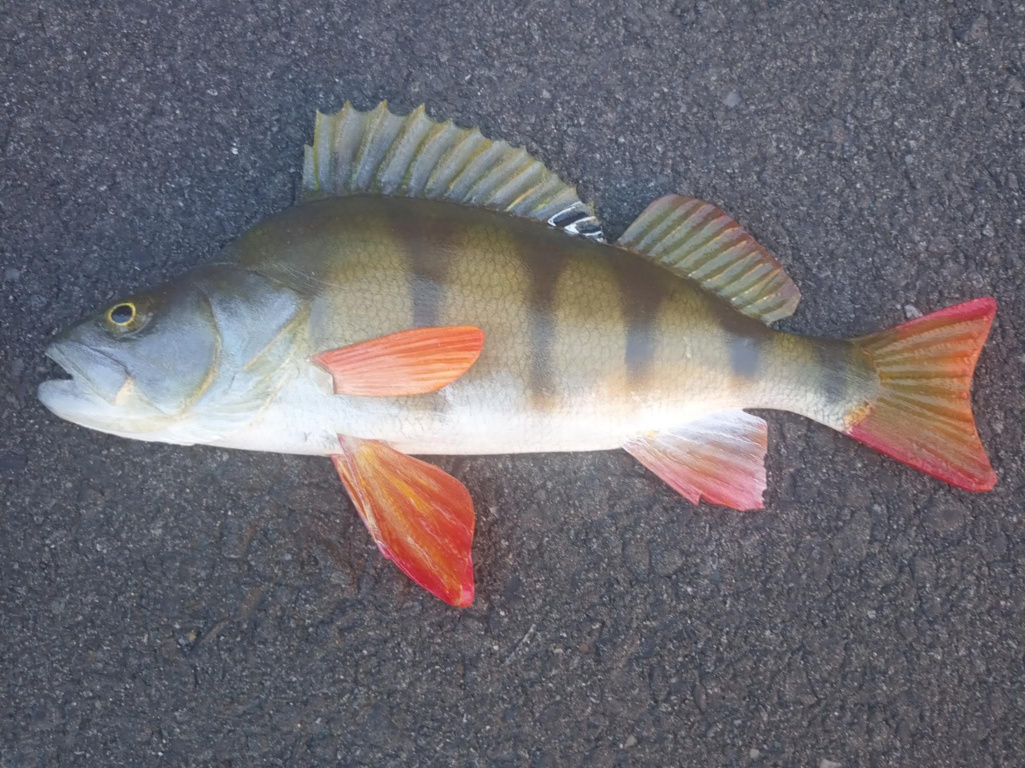 European Perch, Perca Fluviatilis, Common Perch, Redfin Perch,16-20 ...