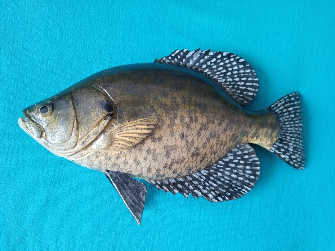 Black Crappie, Pomoxis Nigromaculatus, 5-10 Inches 3D Wall Wooden Fish ...