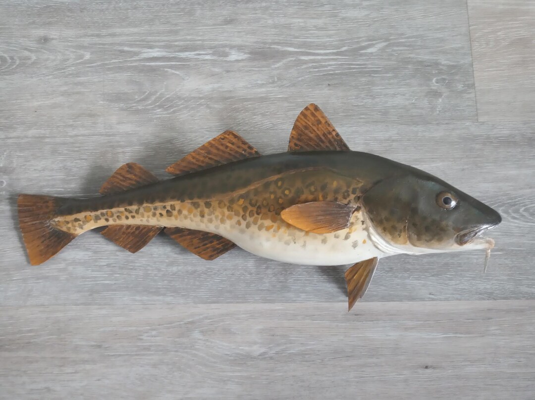 Atlantic Cod, Gadus Morhua, Cod, 11-15 Inch 3D Wall Wooden Fish, Carved ...