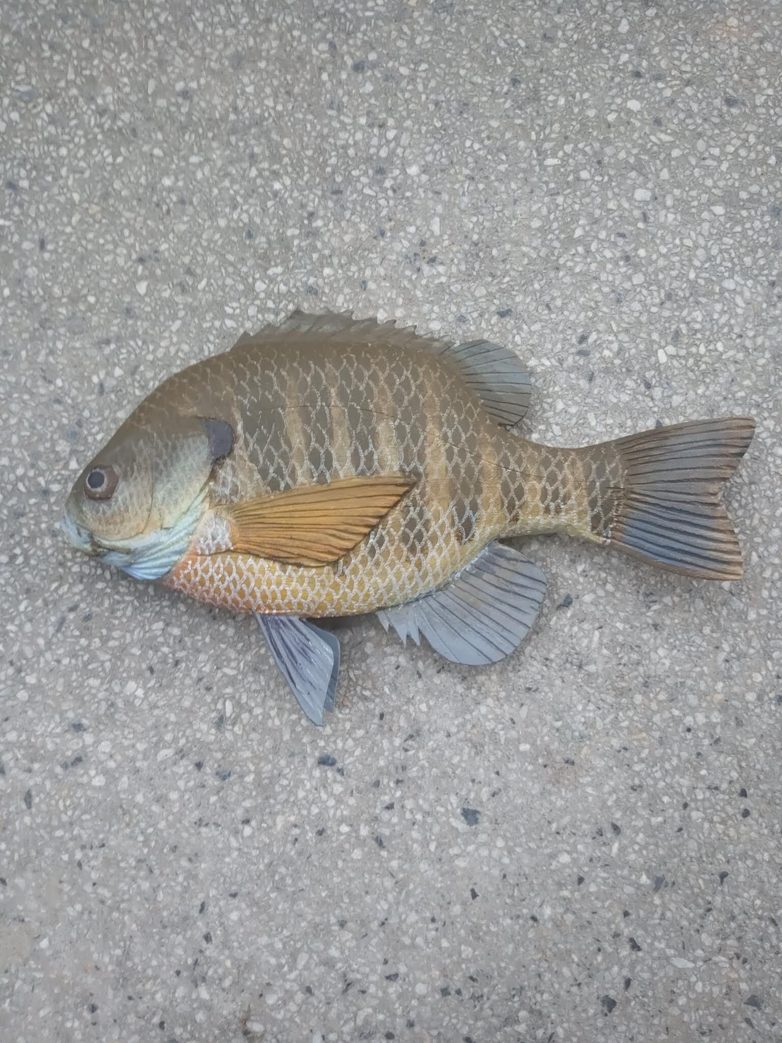 Female Bluegill Lepomis Macrochirus 11-15 Inches 3D Wall - Etsy