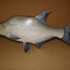 Halibut Fish Blank, 16-20 Inches 3D Wall Mounted Fish Blank, One Side ...