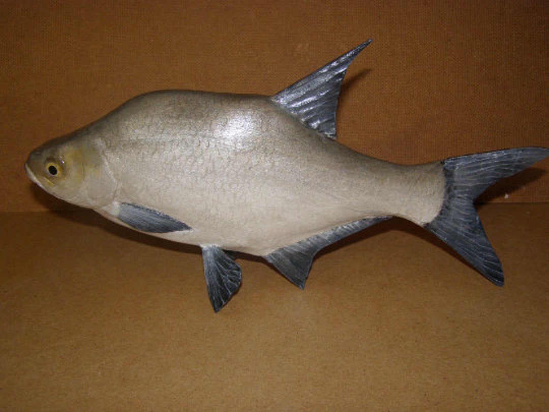 Common Bream, Abramis Brama, Freshwater Bream, 11-15 Inches 3D Wooden ...