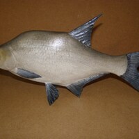 Halibut Fish Blank, 16-20 Inches 3D Wall Mounted Fish Blank, One Side ...