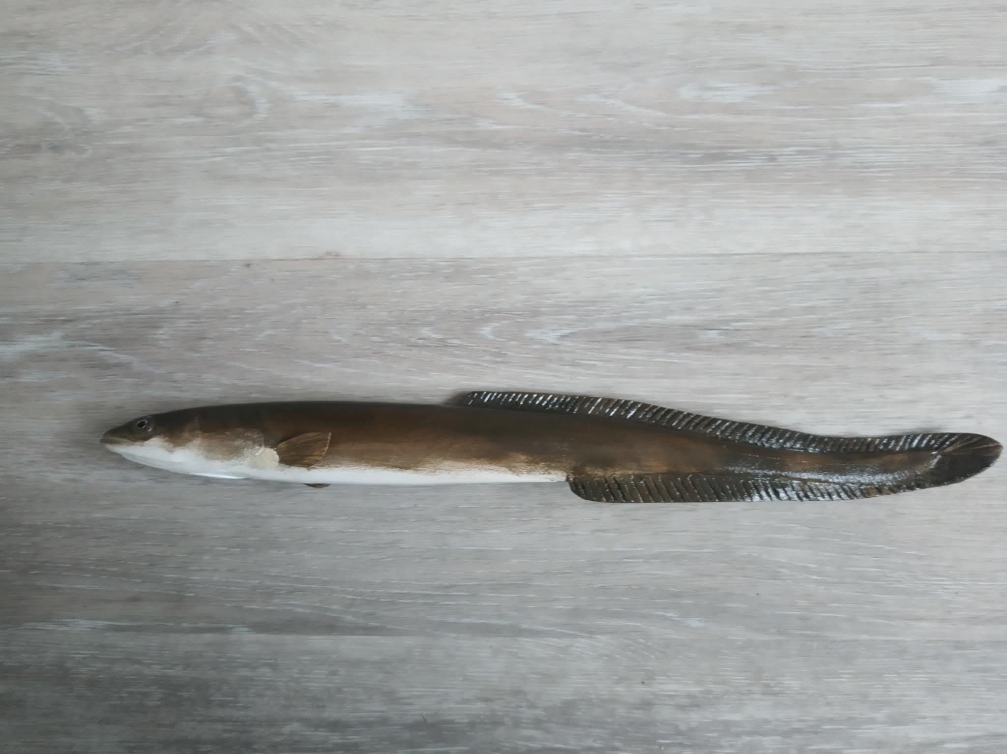 Eel, Anguilla Anguilla, Anguilla Rostrata, 16-20 Inches 3D Wooden Fish ...