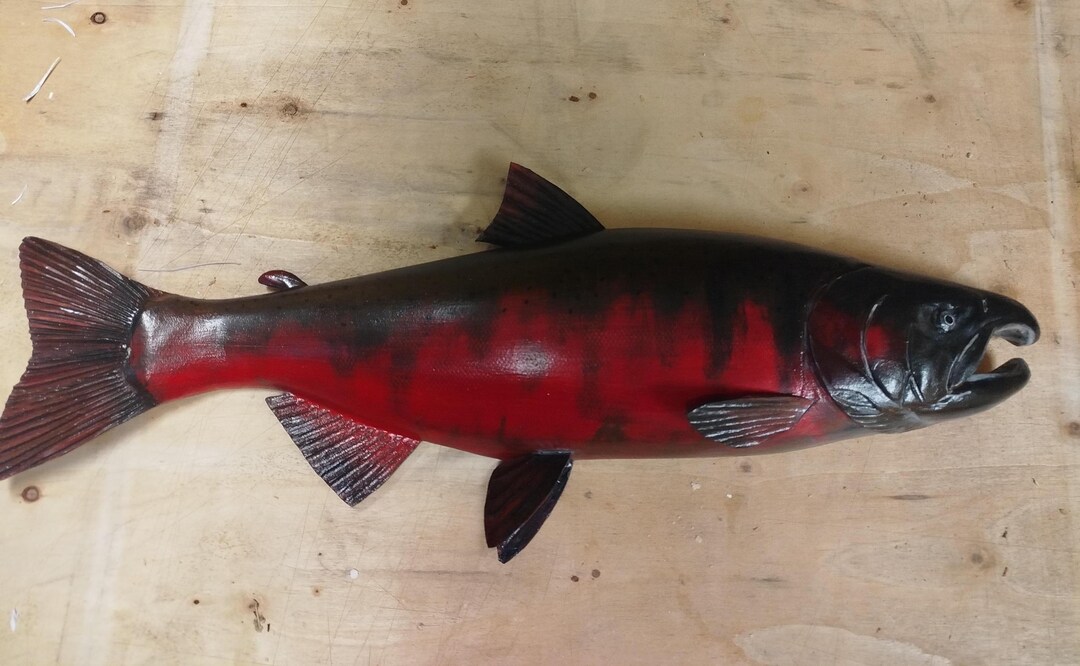 Spawning Male Coho Salmon,oncorhynchus Kisutch,silver Salmon,26-30 ...