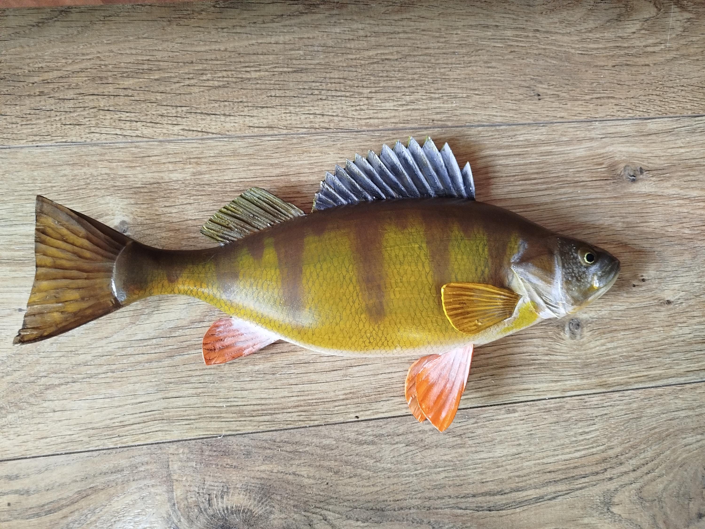 Yellow Perch, Perca Flavescens, American Perch, 11-15 Inches 3D Wall ...