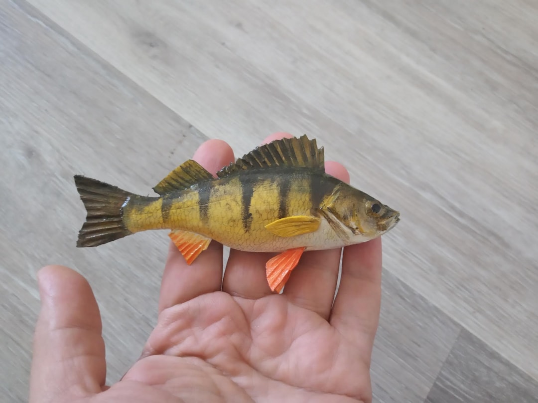 Yellow Perch, Perca Flavescens, American Perch, 5-10 Inches 3D Wall ...