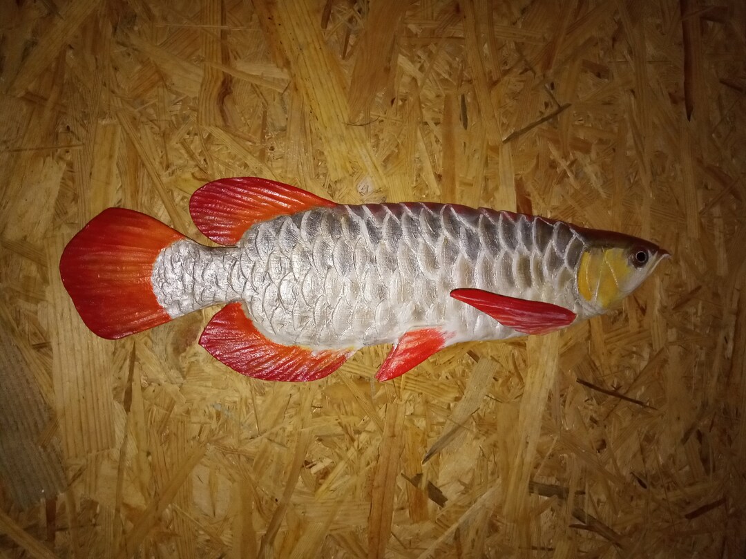 Asian Arowana, Asian Bonytongue, Scleropages Formosus, Golden Dragon ...
