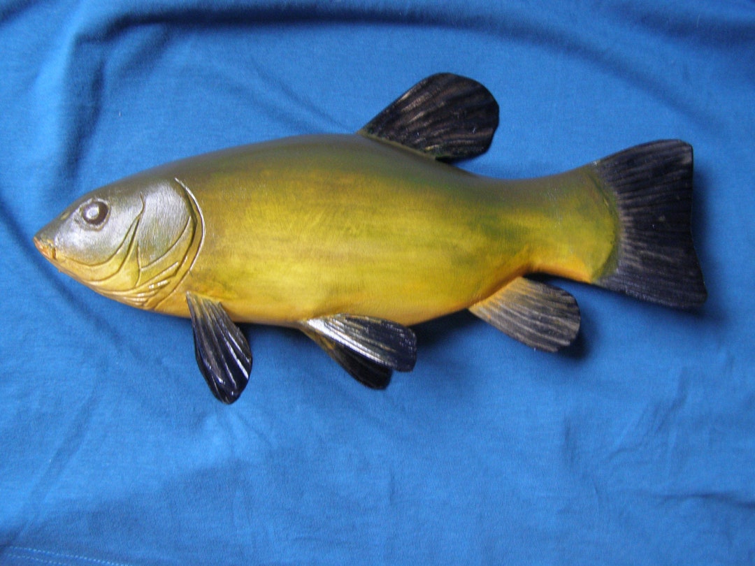 Tench, Tinca Tinca, 11-15 Inches 3D Wall Wooden Fish, One Side Hand ...