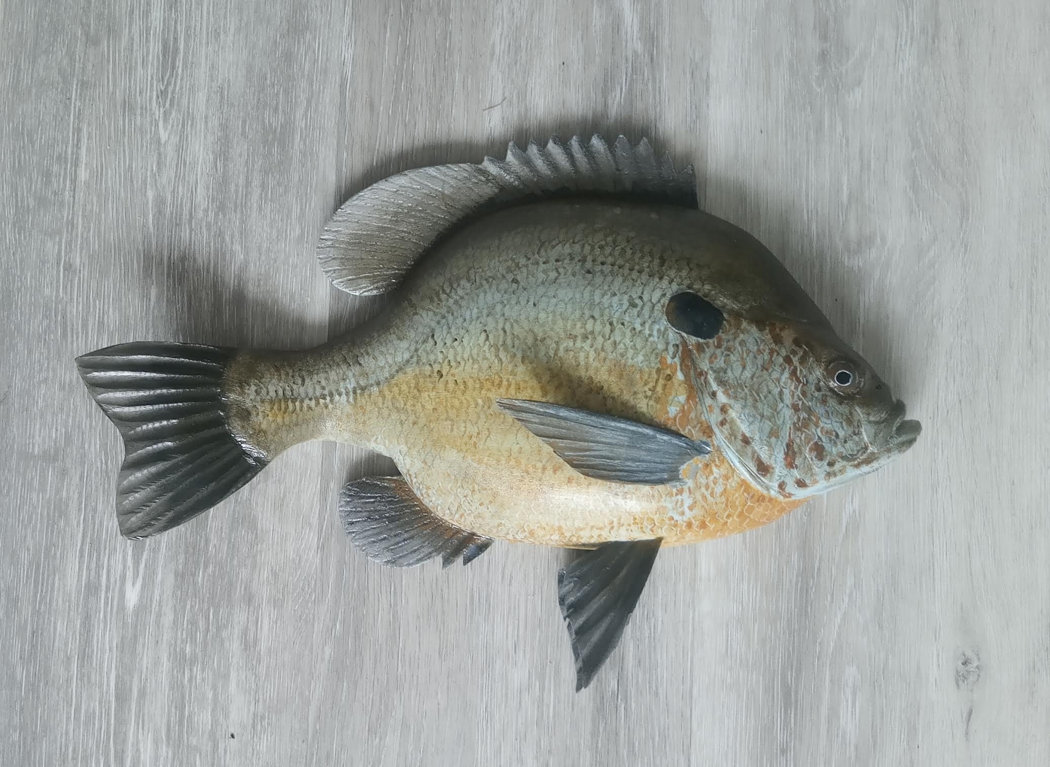 Pumpkinseed Sunfish, Lepomis Gibbosus, Pond Perch, Common Sunfish, 11 ...