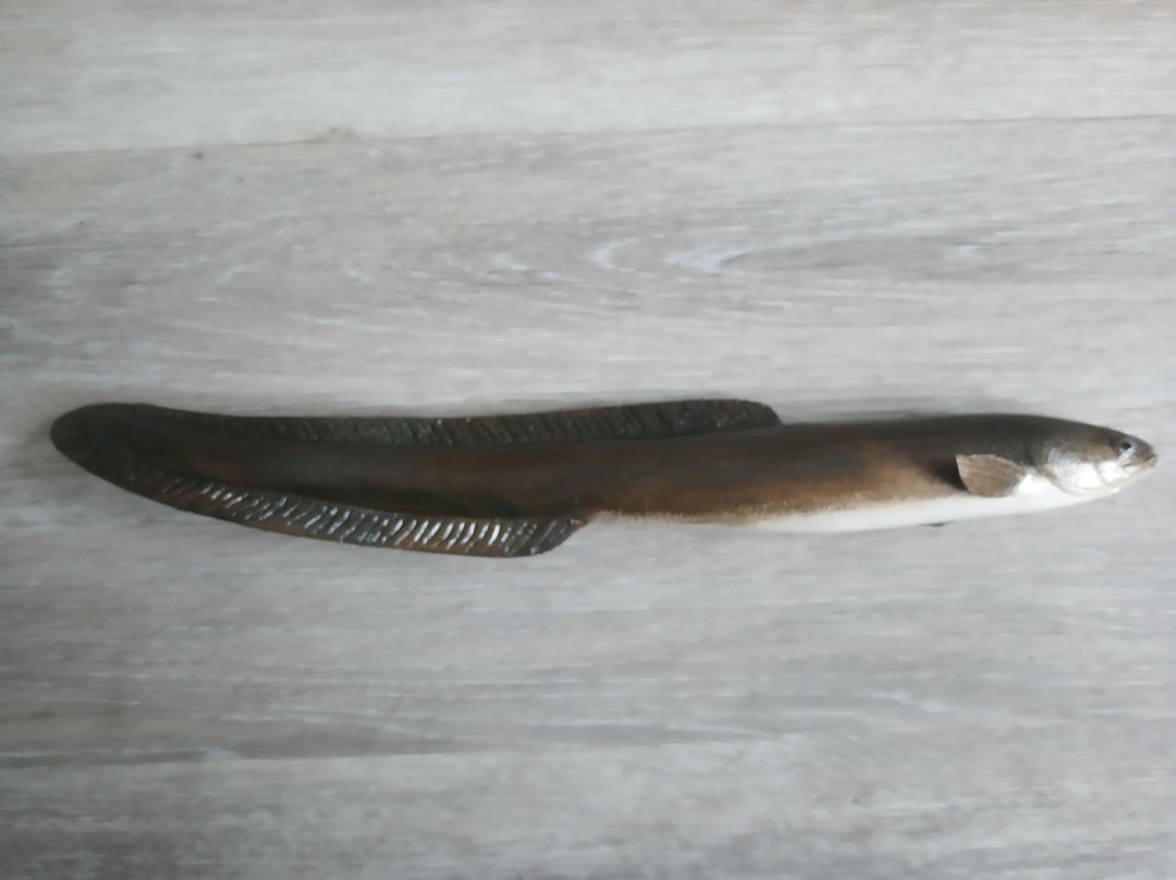 Eel, Anguilla Anguilla, Anguilla Rostrata, 11-15 Inches 3D Wall Wooden ...