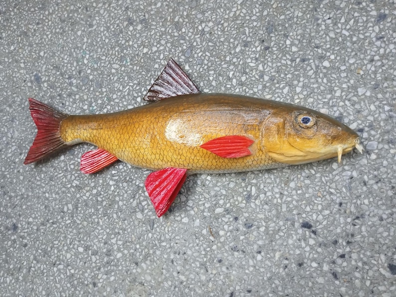 Barbel, Barbus Barbus, Common Barbel, 5-10 Inches 3D Wooden Fish, Both ...