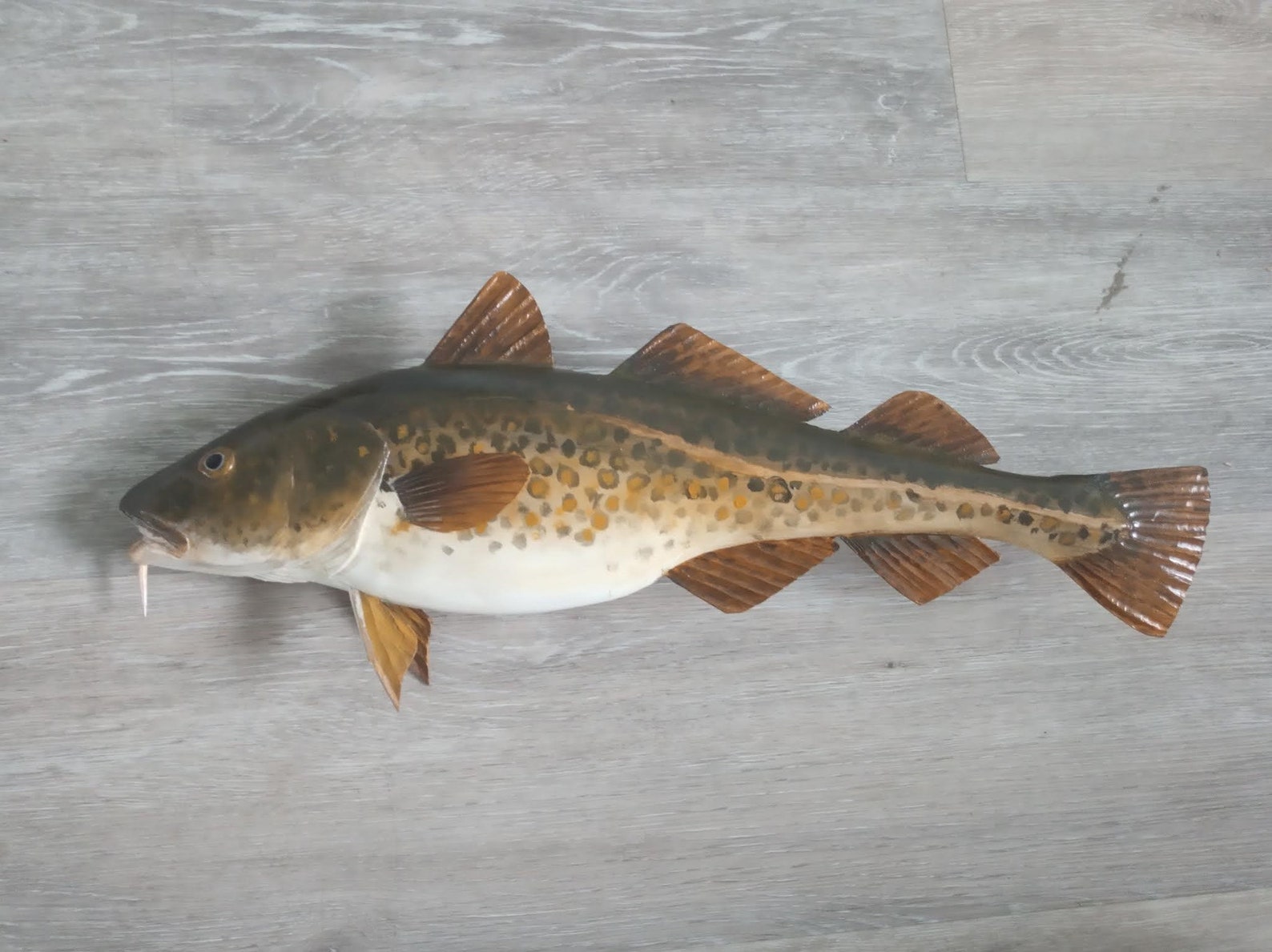 Atlantic Cod, Gadus Morhua, Cod, 11-15 Inches 3D Wooden Fish, Both ...