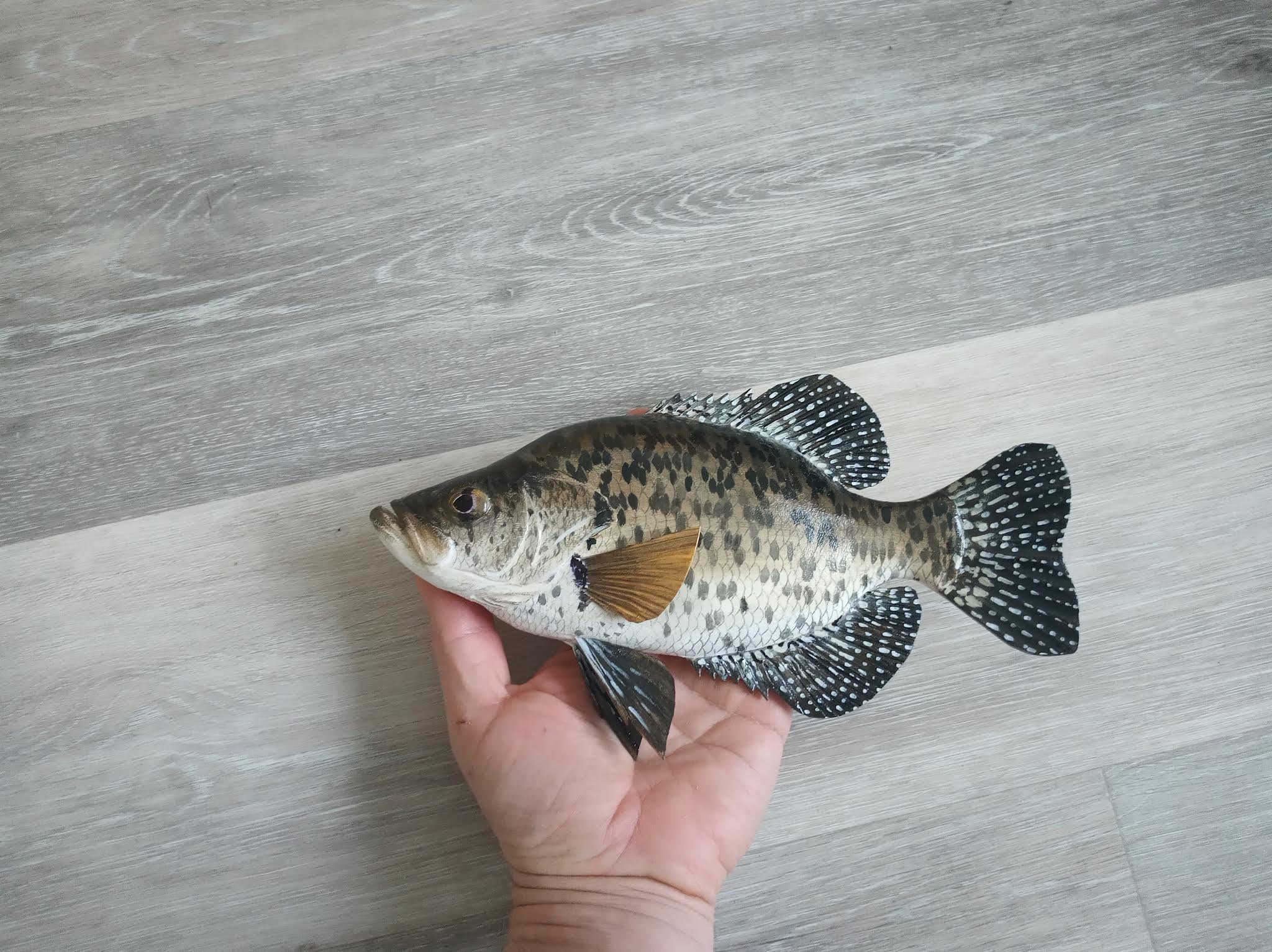 Black Crappie, Pomoxis Nigromaculatus, 11-15 Inches 3D Wooden Fish ...