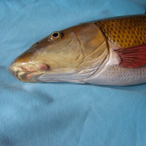 Barbel, Barbus Barbus, Common Barbel, 11-15 Inches 3D Wall Wooden Fish ...