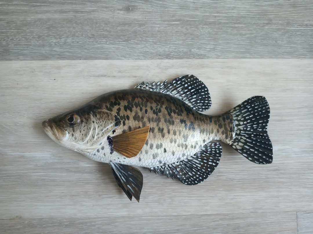 Black Crappie, Pomoxis Nigromaculatus, 11-15 Inches 3D Wall Wooden Fish ...