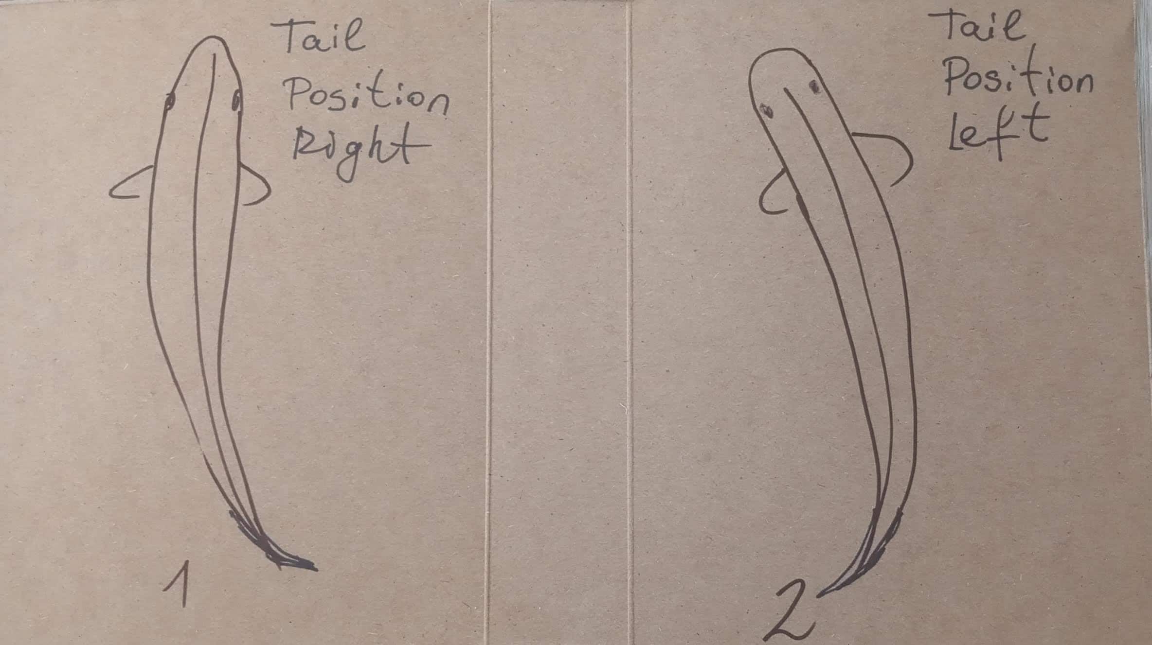 European Catfish, Silurus Glanis, Wels Catfish, Silure, 16-20 Inches 3D ...