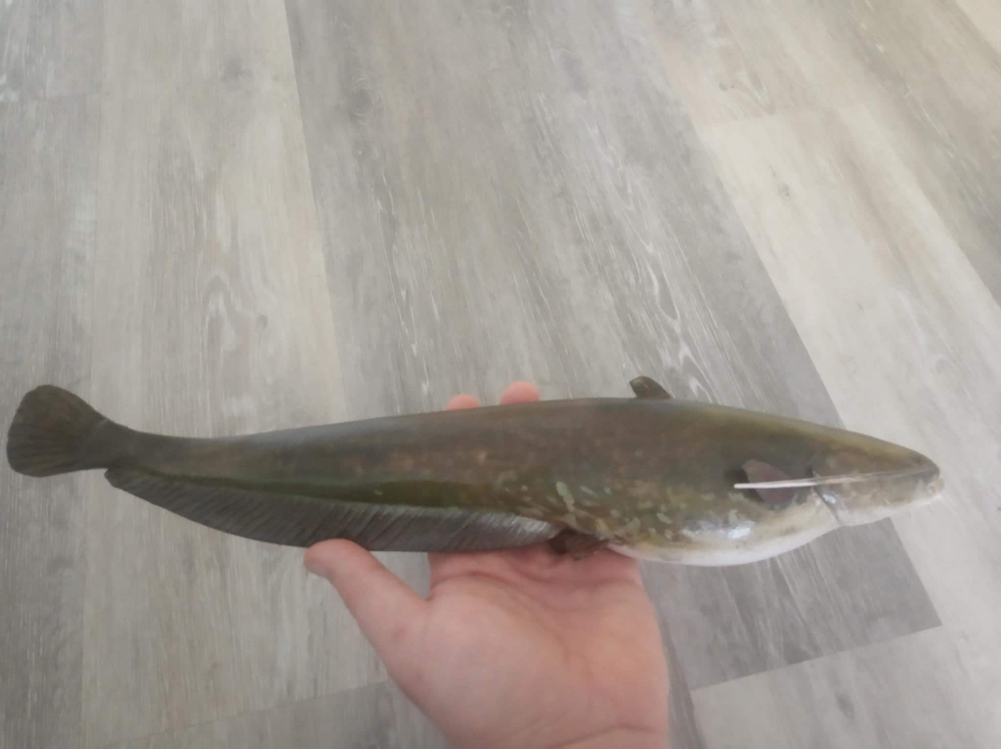 European Catfish, Silurus Glanis, Wels Catfish, Silure, 16-20 Inches 3D ...