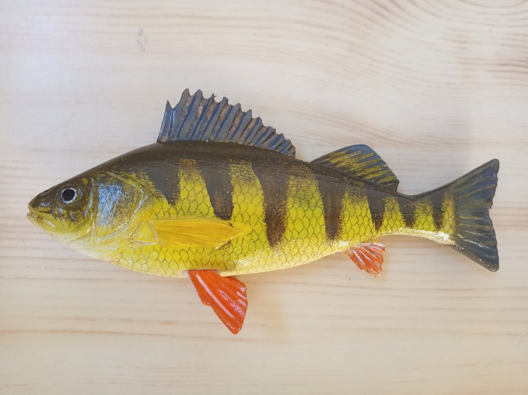 Yellow Perch, Perca Flavescens, American Perch, 11-15 Inches 3D Wall ...