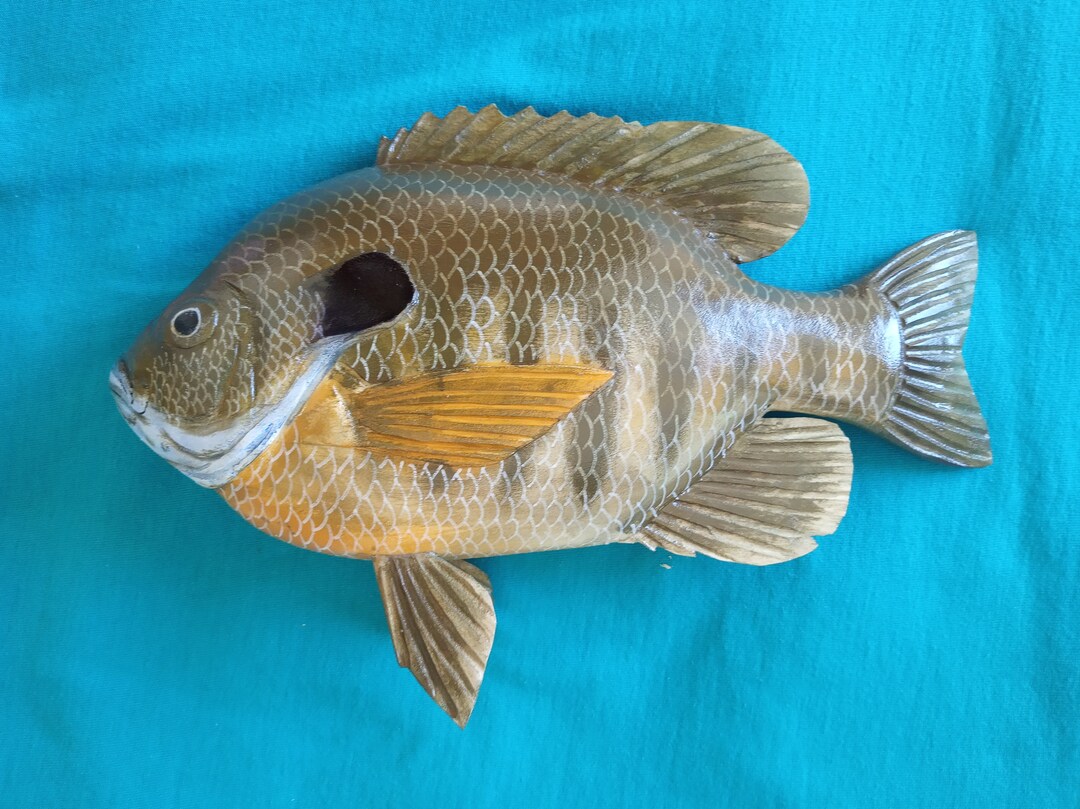 Male Bluegill, Lepomis Macrochirus, 5-10 Inches 3D Wooden Fish, Both ...