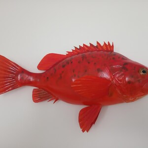Rougheye Rockfish, Sebastes Aleutianus, Blacktip Rockfish, Rock Cod, 11 ...