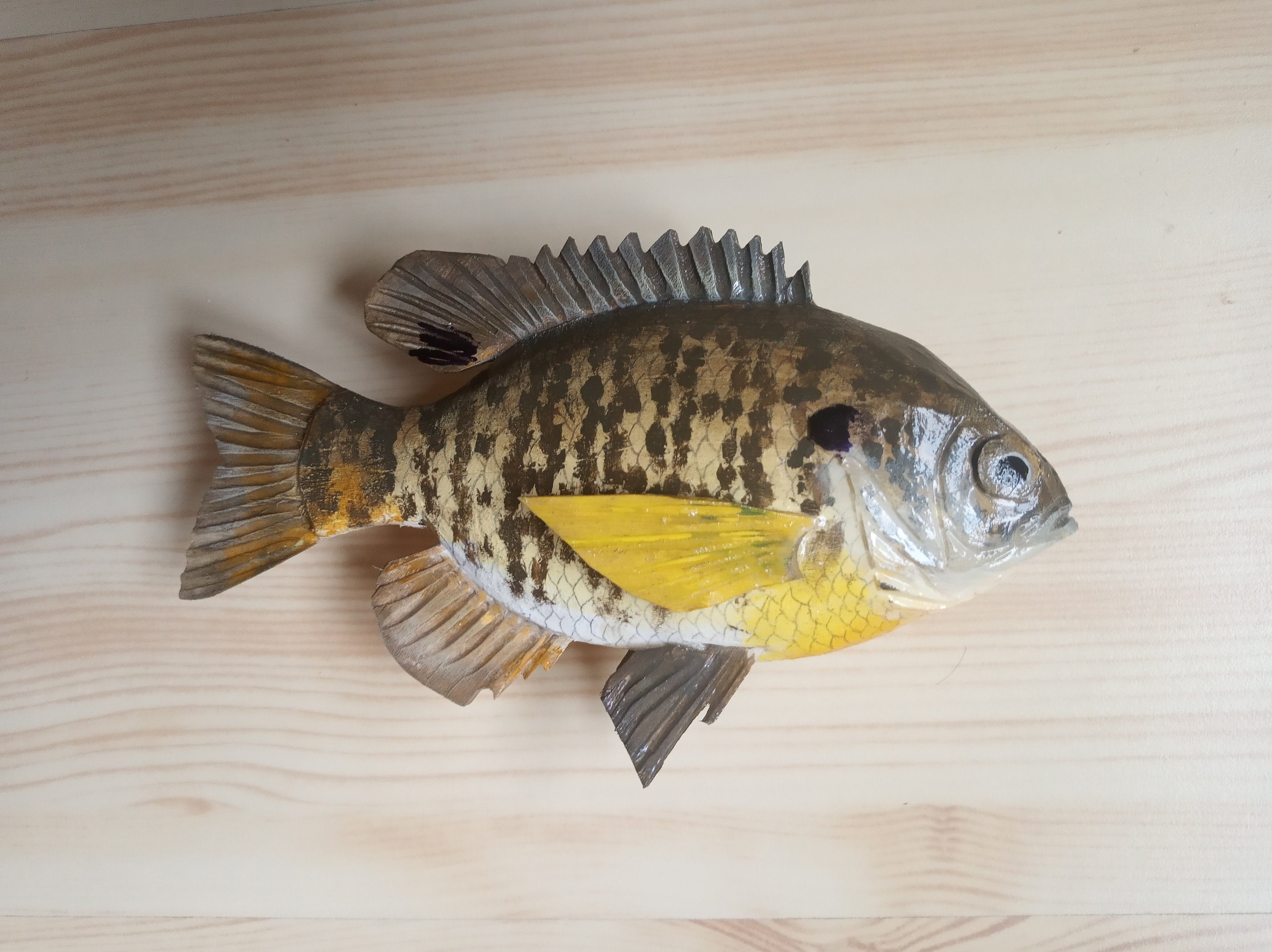 Female Bluegill, Lepomis Macrochirus, 5-10 Inches 3D Wall Wooden Fish ...